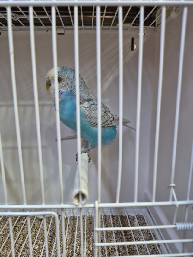 ΠΑΠΑΓΑΛΑΚΙΑ Budgie ωραία και μεγαλόσωμα πουλια, αρσενικό και θηλυκό ...