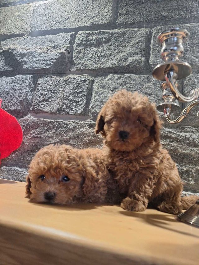 POODLE toy αρσενικα και θυλικα 2 , 5 μηνων δινονται με βιβλιαριο υγειας ...