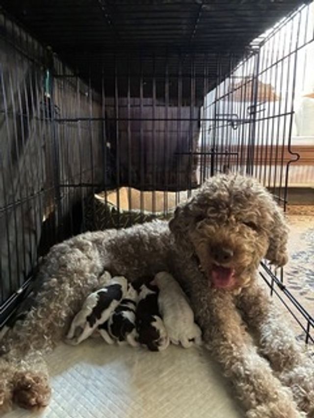 LAGOTTO Romagnolo ιδανικά για συντροφιά ή για κυνήγι τρούφας, τιμή 1€