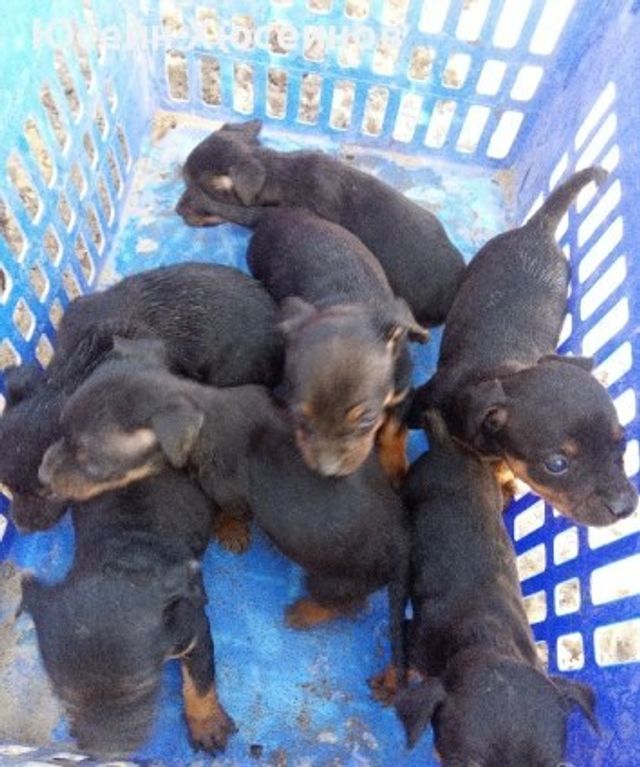 MINI pinscher Αριθμός Ηλεκτρονικής Σήμανσης: 930712598326547 - Τα ...