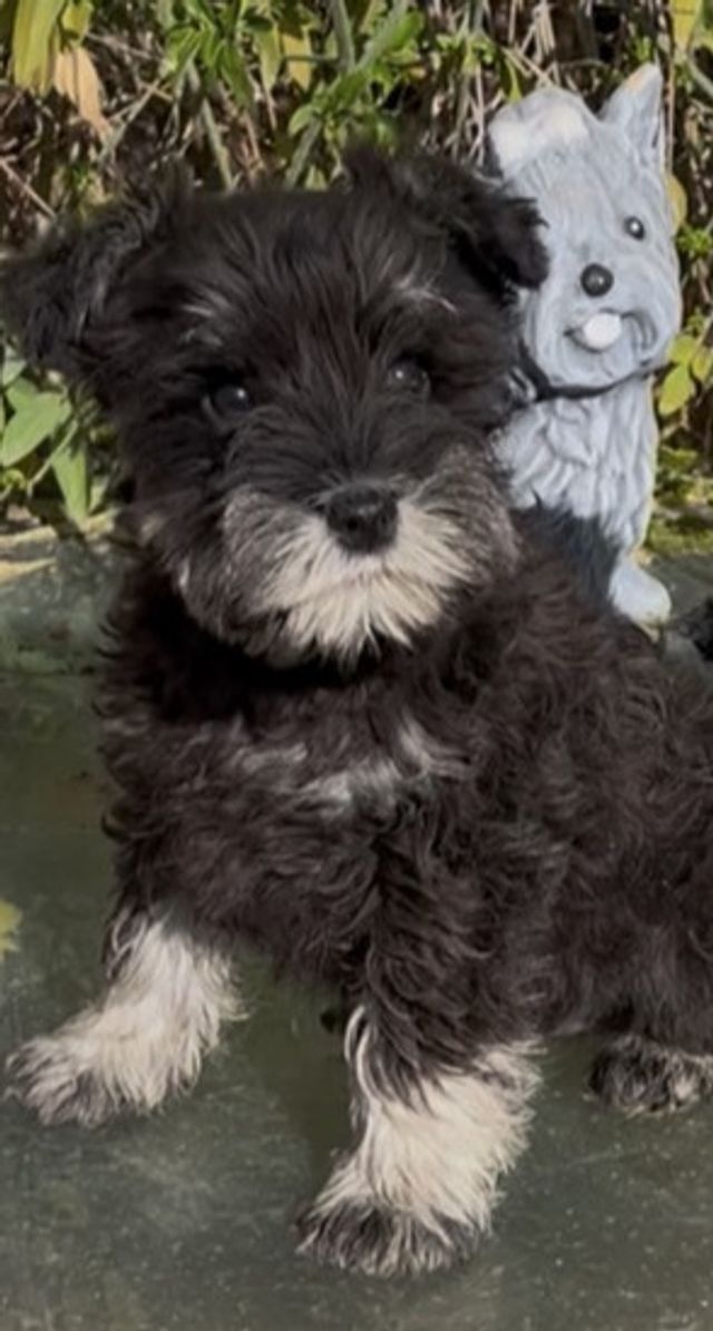 SCHNAUZER ΜΙΝΙ Ετοιμοπαράδοτα κουτάβια 2 , 5 μηνών. Άρηςτης μορφολογίας ...
